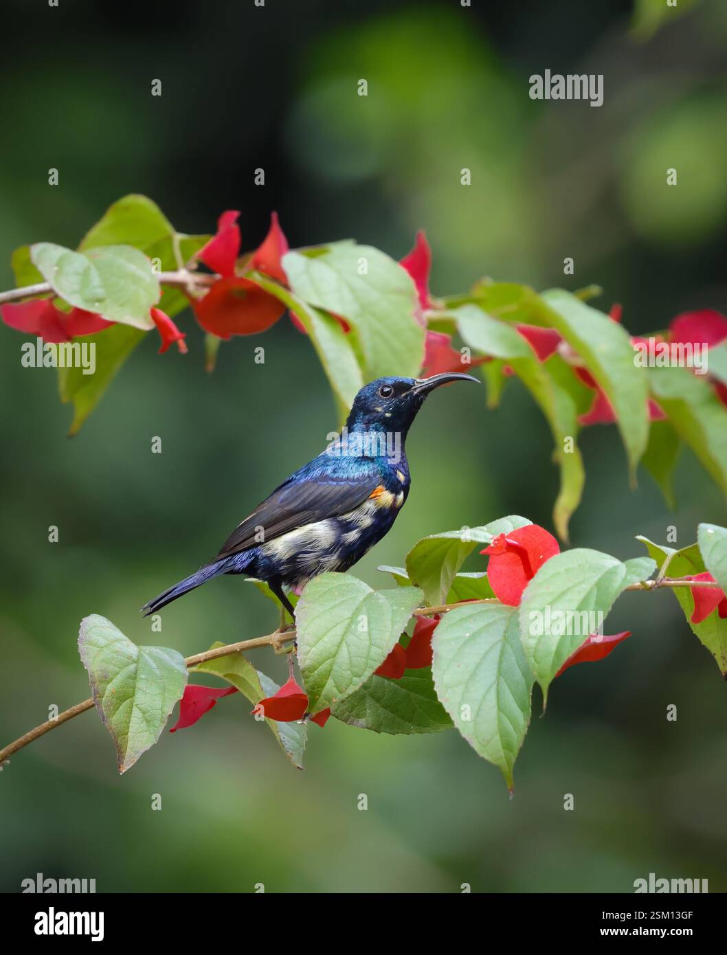 Photo of purple sunbird (Cinnyris asiaticus Stock Photo - Alamy