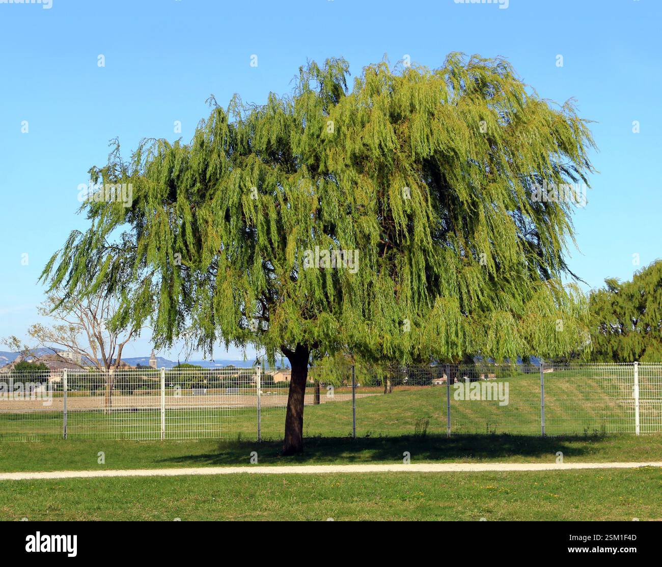 Umbrella pines and weeping willow isolated on a lawn Stock Photo - Alamy