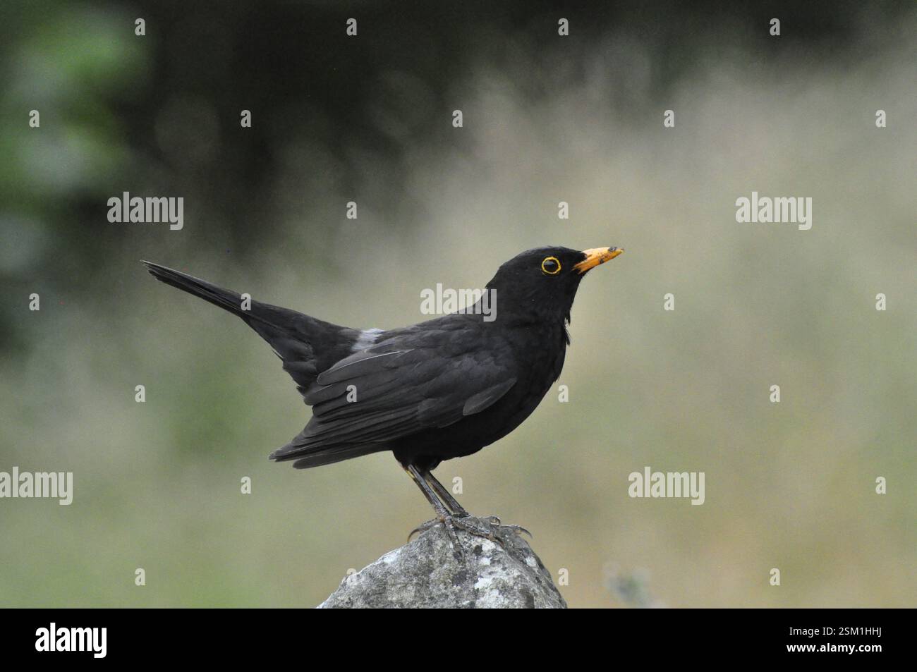 the perfect pose (black bird Stock Photo - Alamy