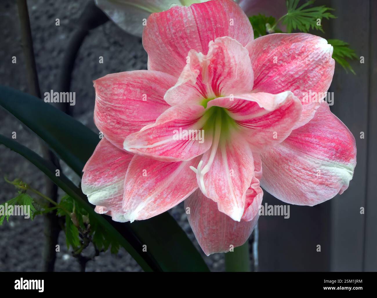 Hippeastrum double galaxy hi-res stock photography and images - Alamy