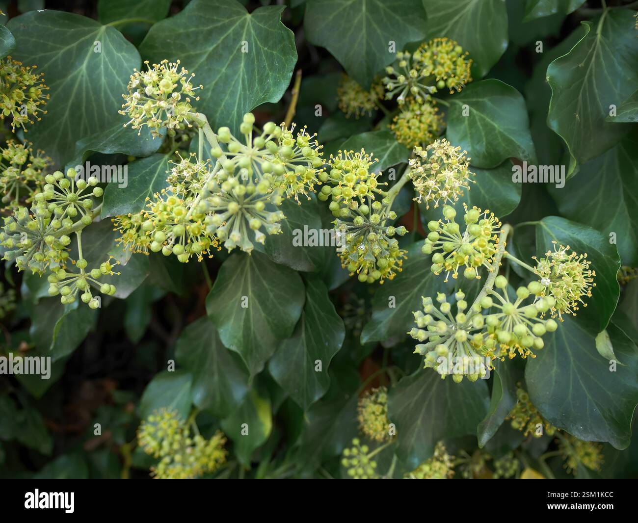 Hedera helix flower or English ivy in the garden of Georgia, climbing ...