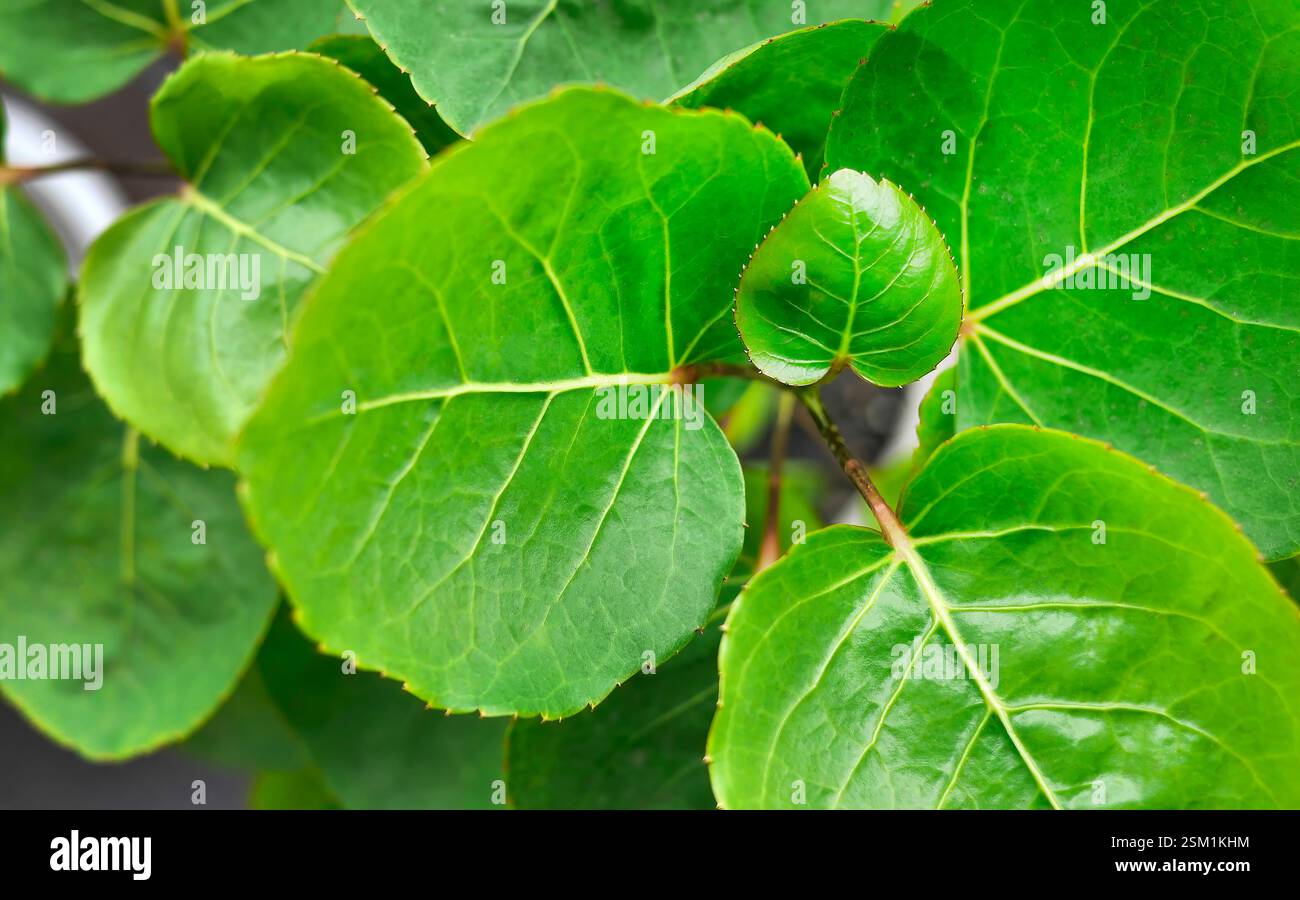 Polyscias hi-res stock photography and images - Alamy