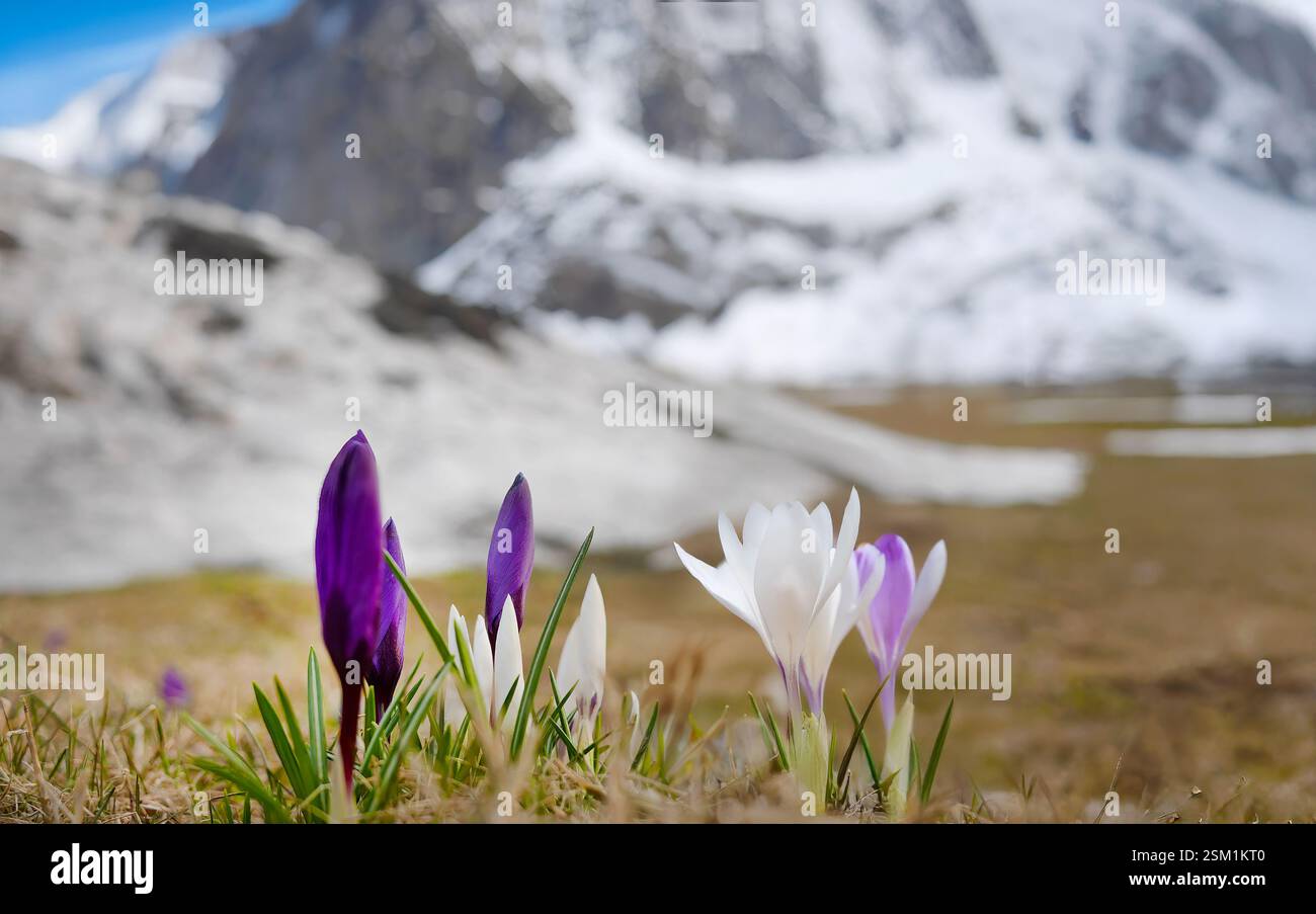 Little Purple and white Crocus Nivea slowing start shooting their apex ...