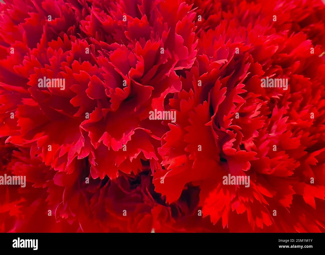 Carnation zoom flower nature hi-res stock photography and images - Alamy