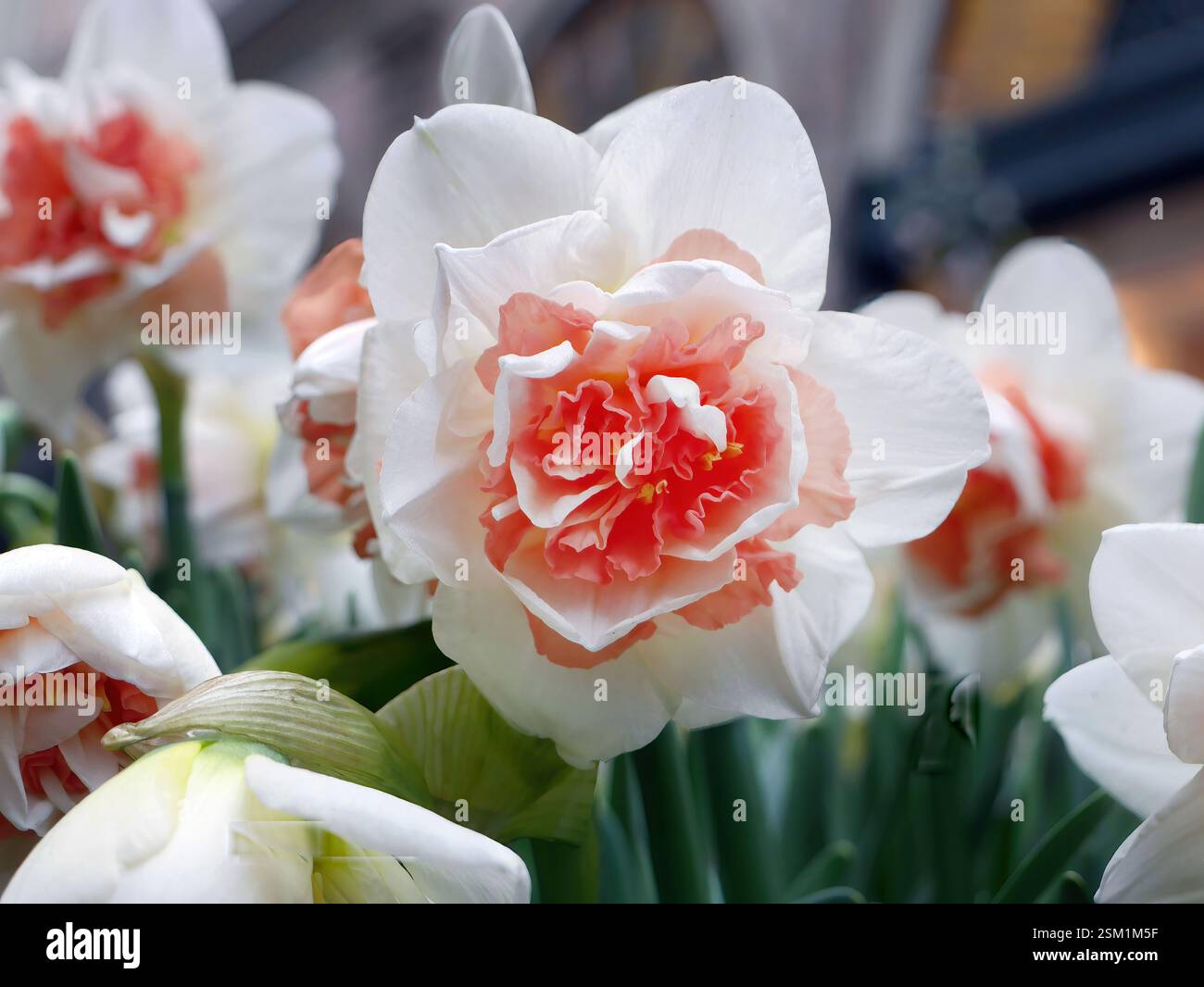 Double daffodil hi-res stock photography and images - Alamy