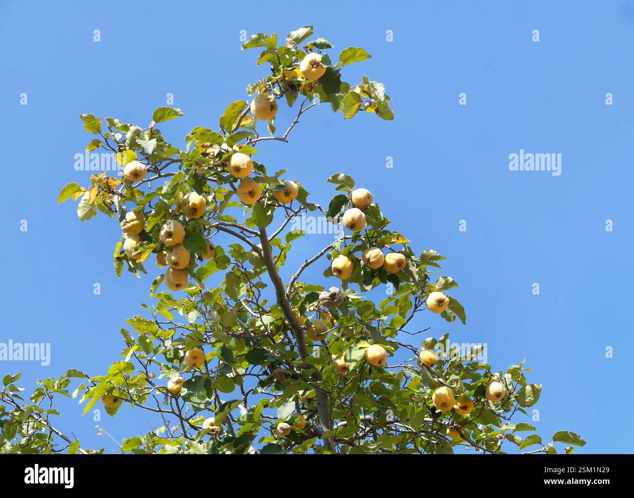 Quince tree or Cydonia oblonga, low angle view, crossbreeding of Apple ...