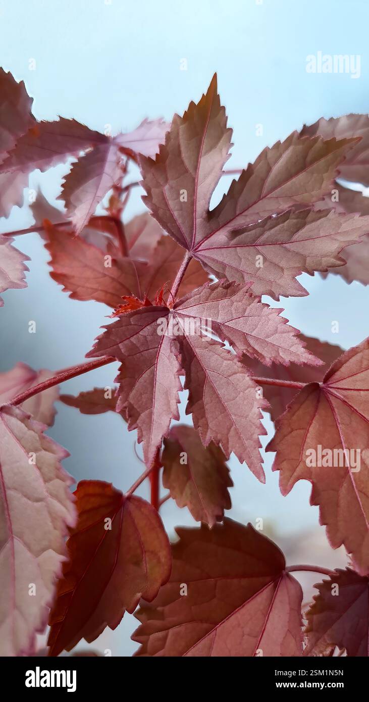 Red Leaved Hibiscus or Hibiscus acetosella African Rosemallow ...