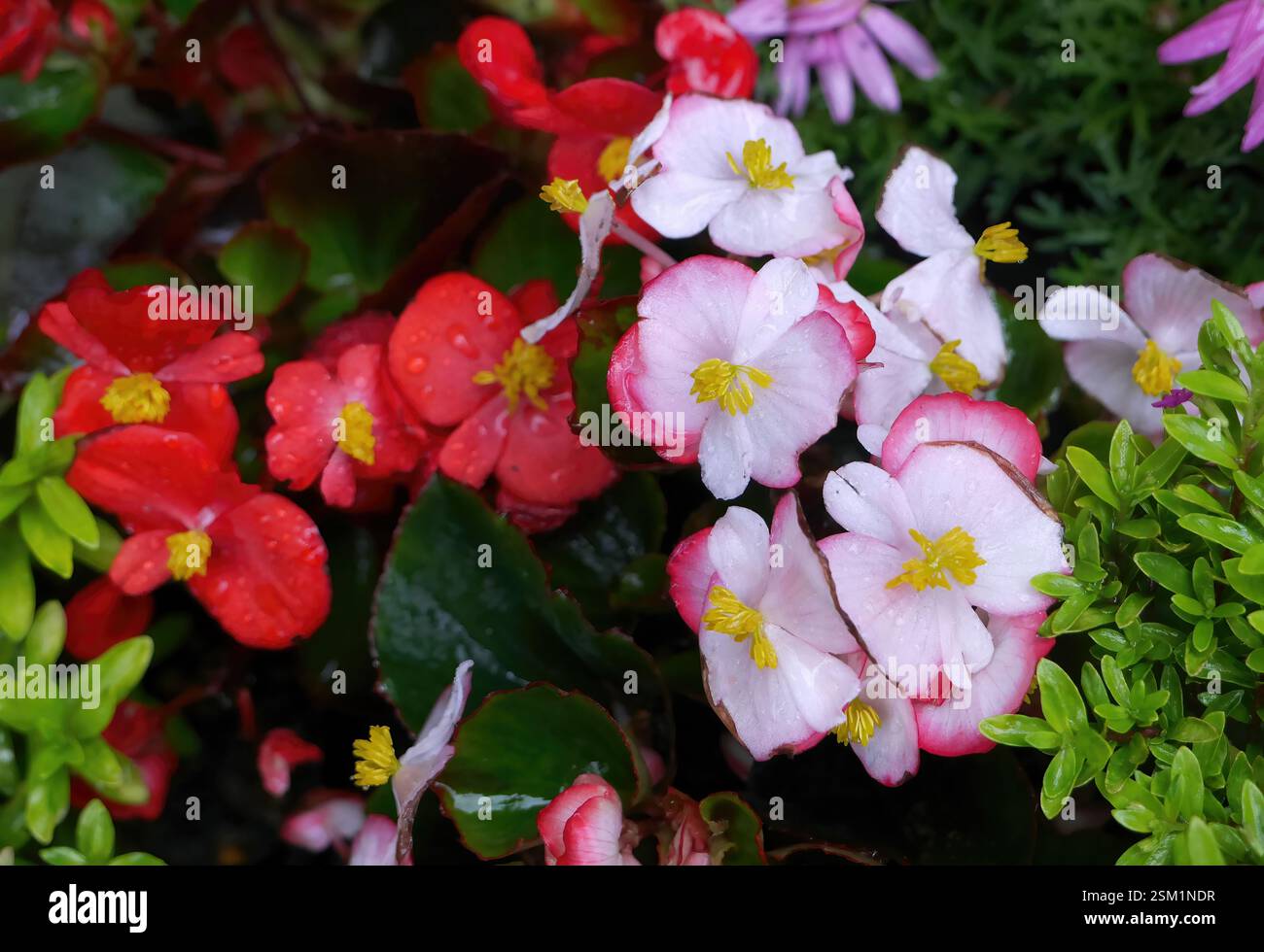 Soft pink Semperflorens begonias flowerม Semperflorens begonias, wax ...