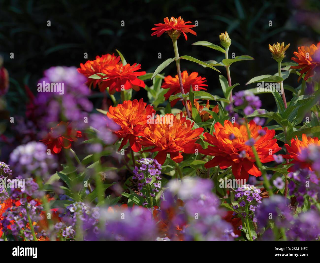 The contrast of Vibrant orange wild flower in the purple color flowers ...