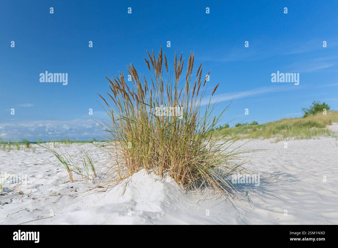 Marram grass / European beachgrass (Calamagrostis arenaria / Ammophila ...