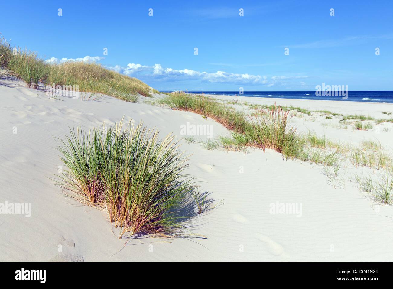 Marram grass / European beachgrass (Calamagrostis arenaria / Ammophila ...