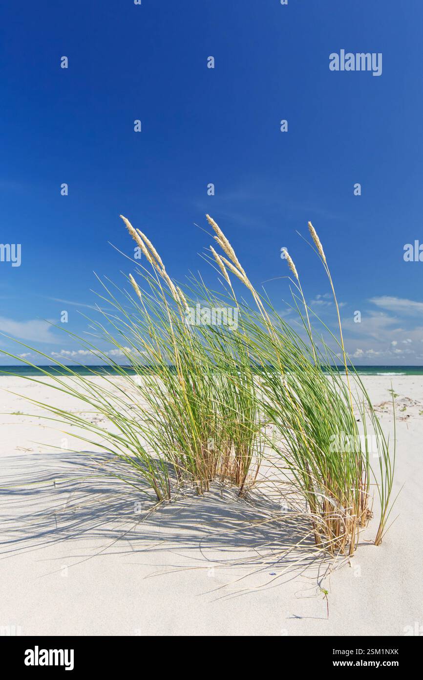 Marram grass / European beachgrass (Calamagrostis arenaria / Ammophila ...