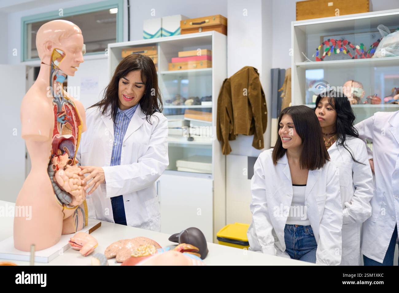 Medical students learning human anatomy with anatomical model Stock ...