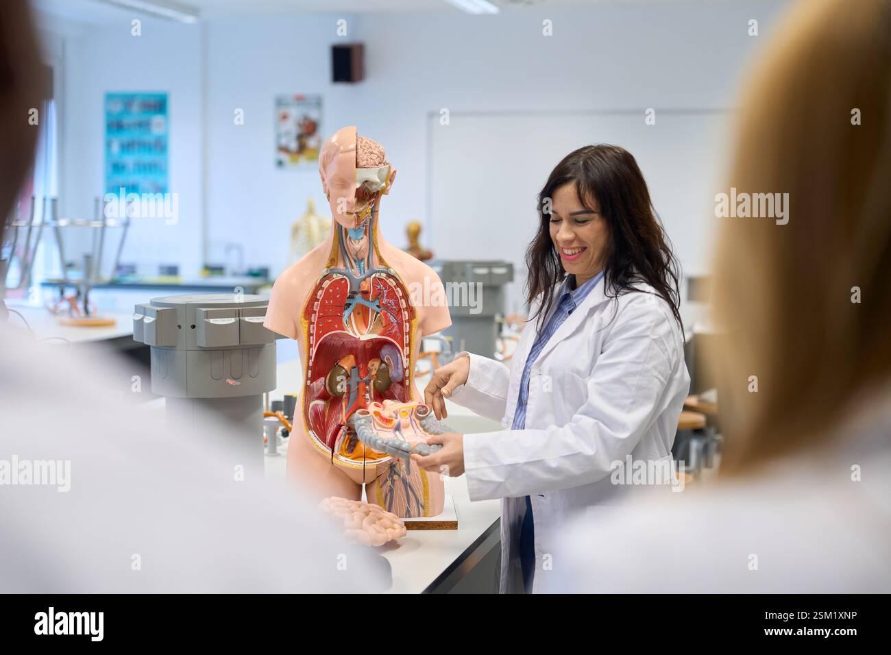 Medical students studying human anatomy with anatomical model at university Stock Photo - Alamy