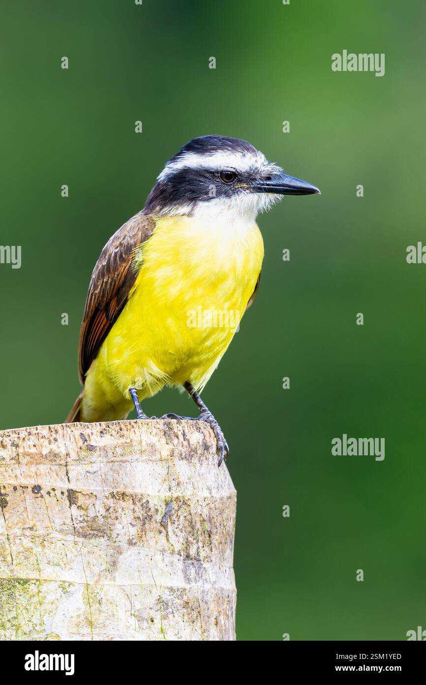 The great kiskadee, Pitangus sulphuratus, called bem-te-vi, pitogue etc ...