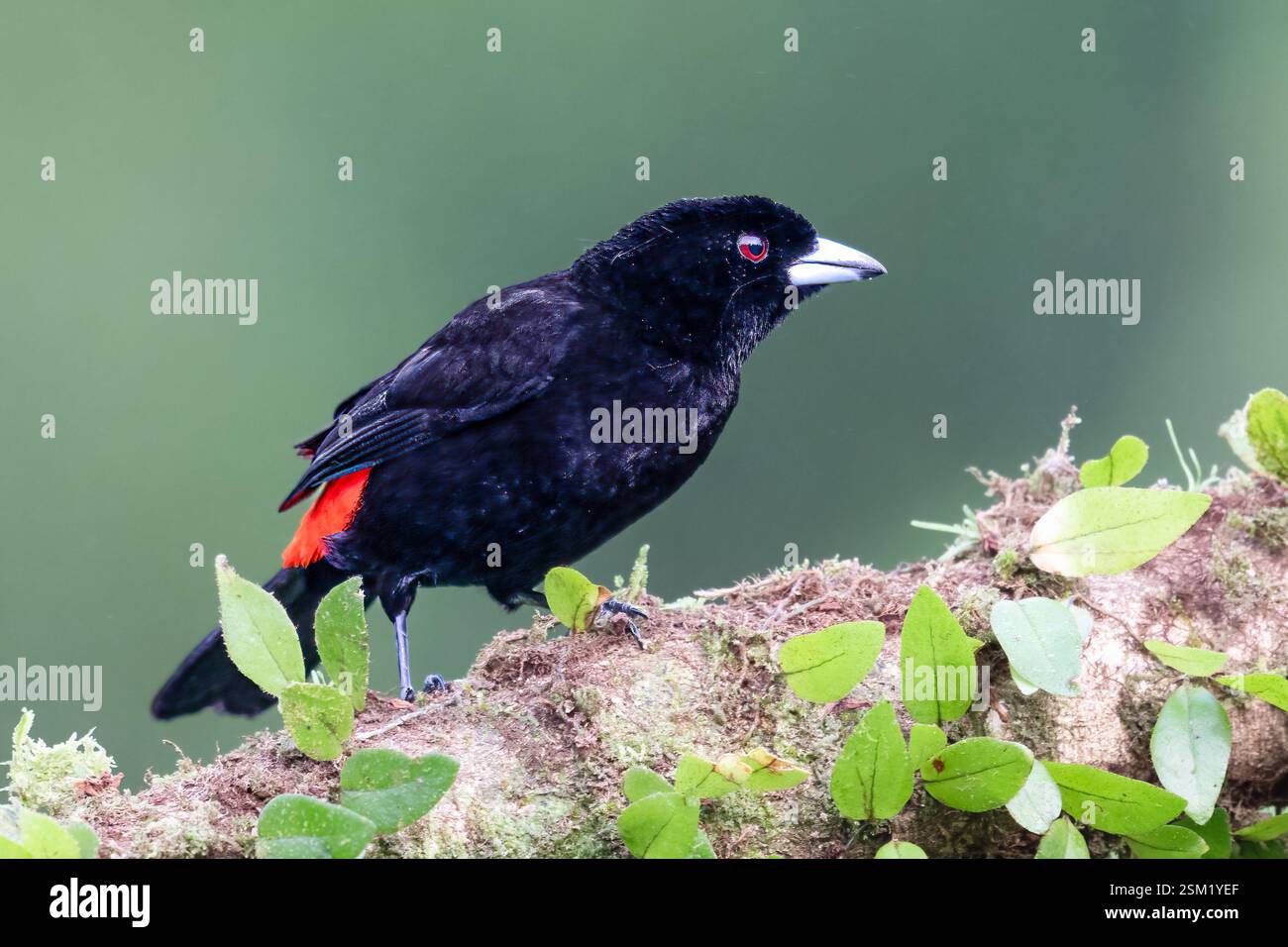 The scarlet-rumped tanager, Ramphocelus passerinii, is a passerine bird ...