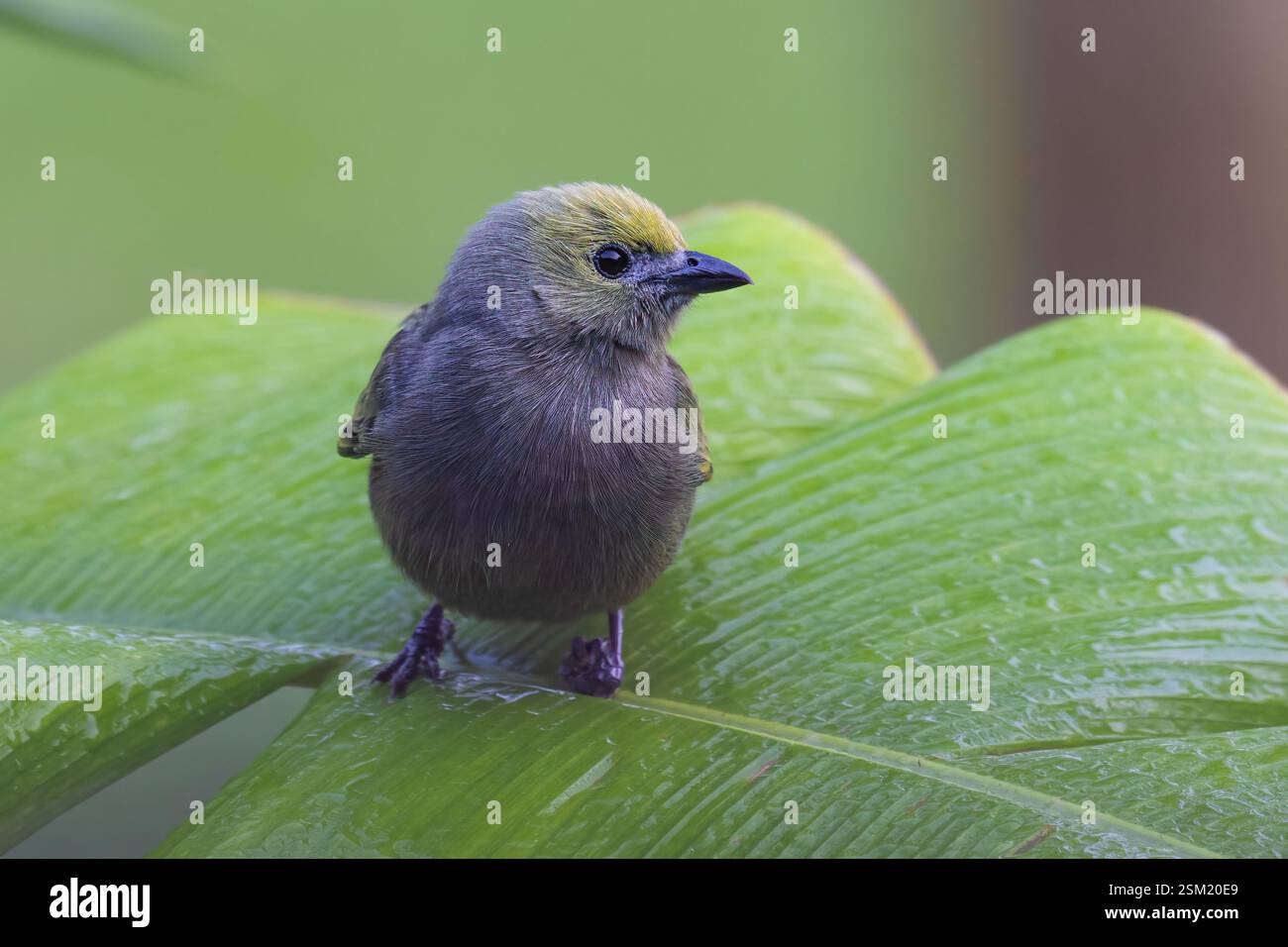 The palm tanager, Thraupis palmarum, is a medium-sized passerine bird ...