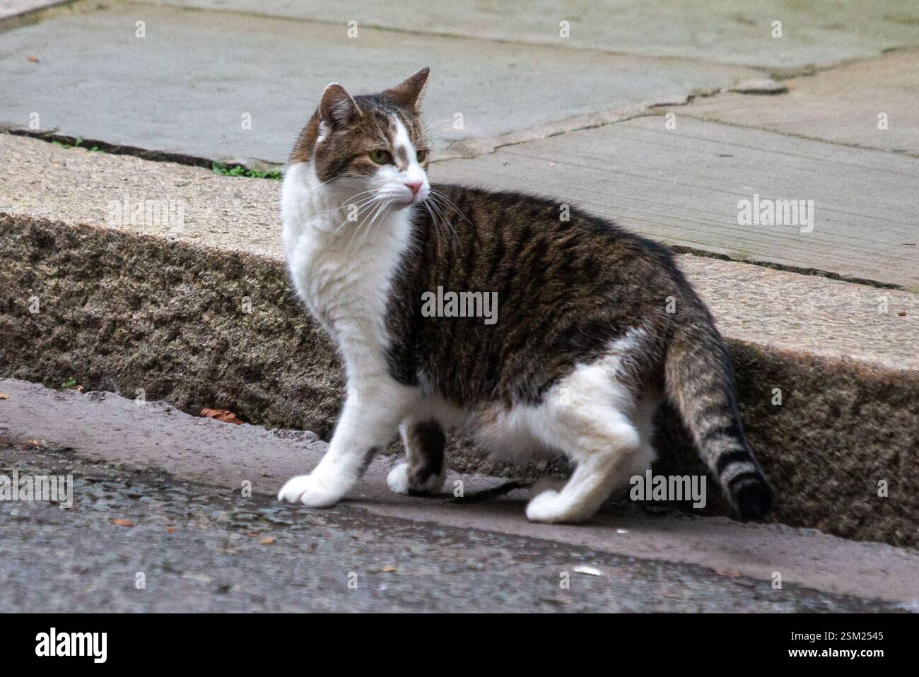 London, England, UK. 12th Feb, 2025. LARRY the cat of Downing Street is ...