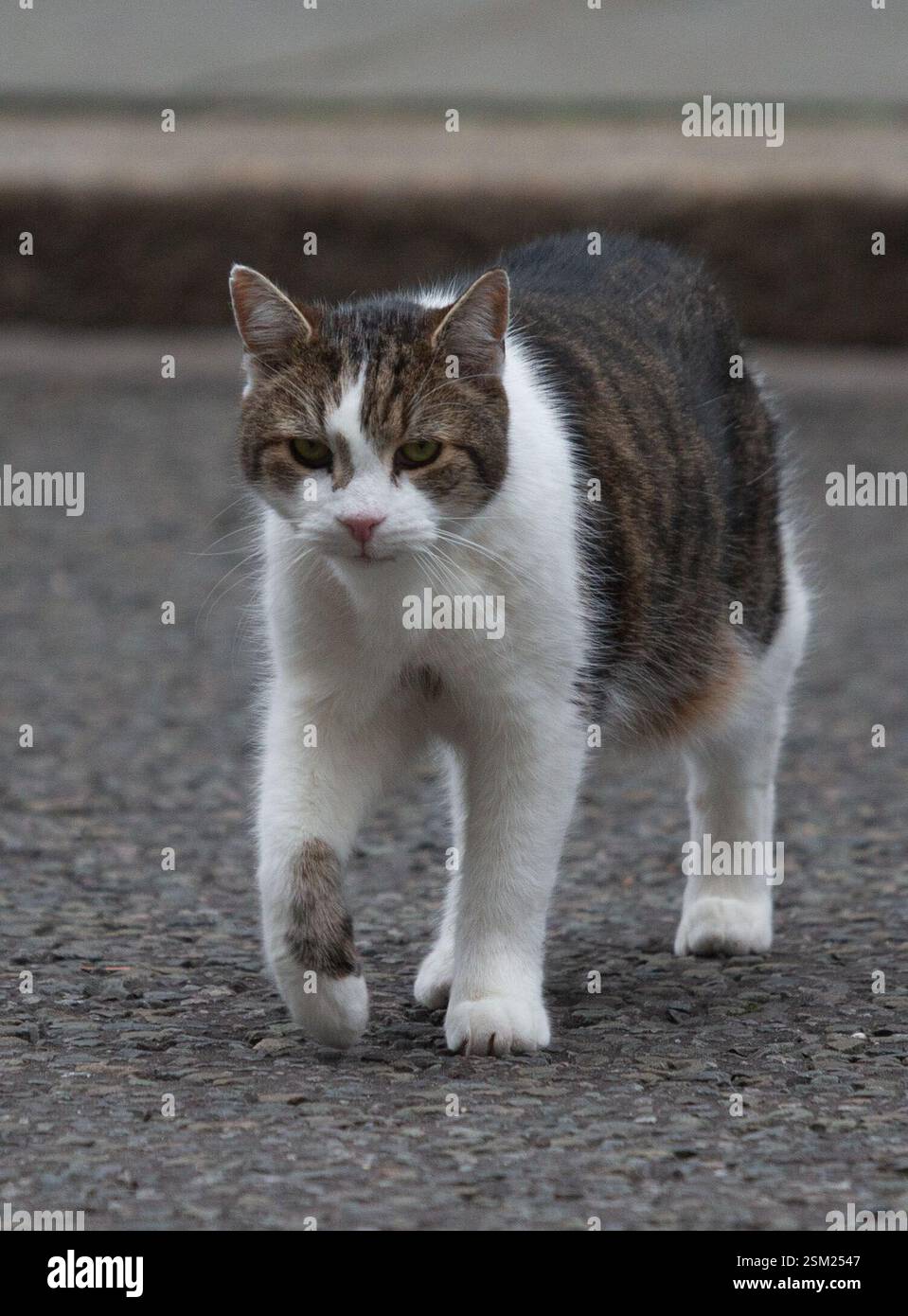 London, England, UK. 12th Feb, 2025. LARRY the cat of Downing Street is ...
