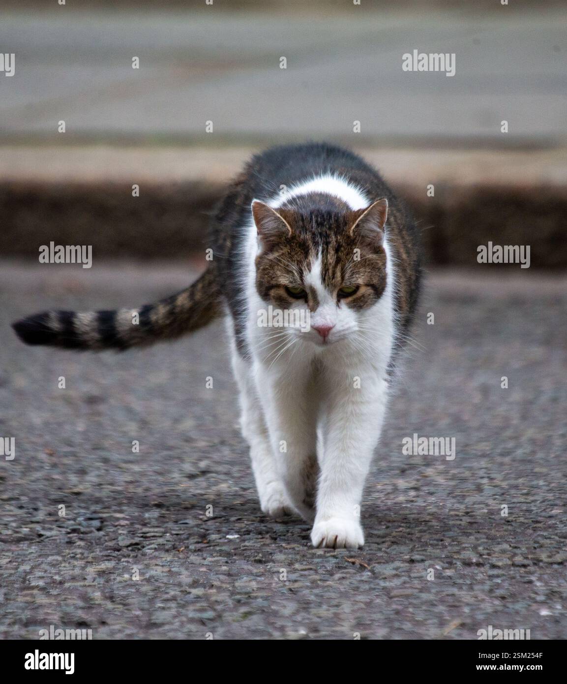 London, England, UK. 12th Feb, 2025. LARRY the cat of Downing Street is ...