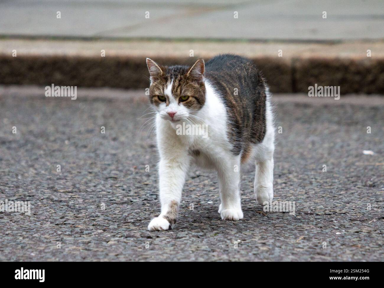 London, England, UK. 12th Feb, 2025. LARRY the cat of Downing Street is ...