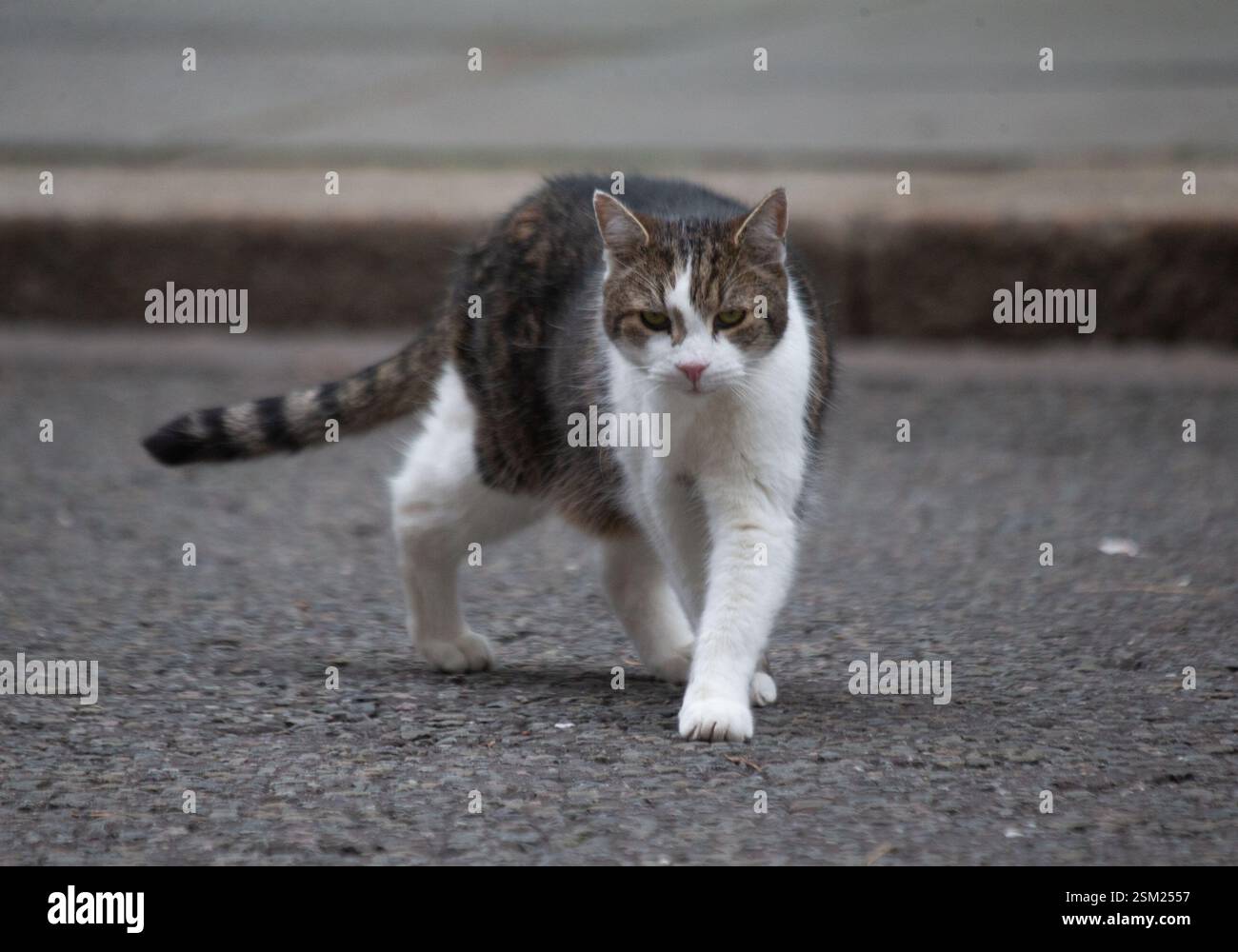 London, England, UK. 12th Feb, 2025. LARRY the cat of Downing Street is ...