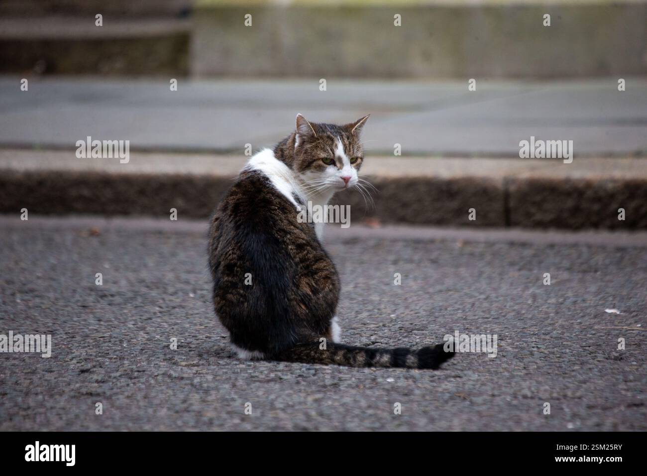 London, England, UK. 12th Feb, 2025. LARRY the cat of Downing Street is ...
