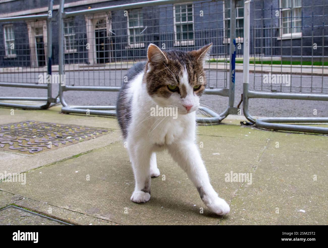 London, England, UK. 12th Feb, 2025. LARRY the cat of Downing Street is ...
