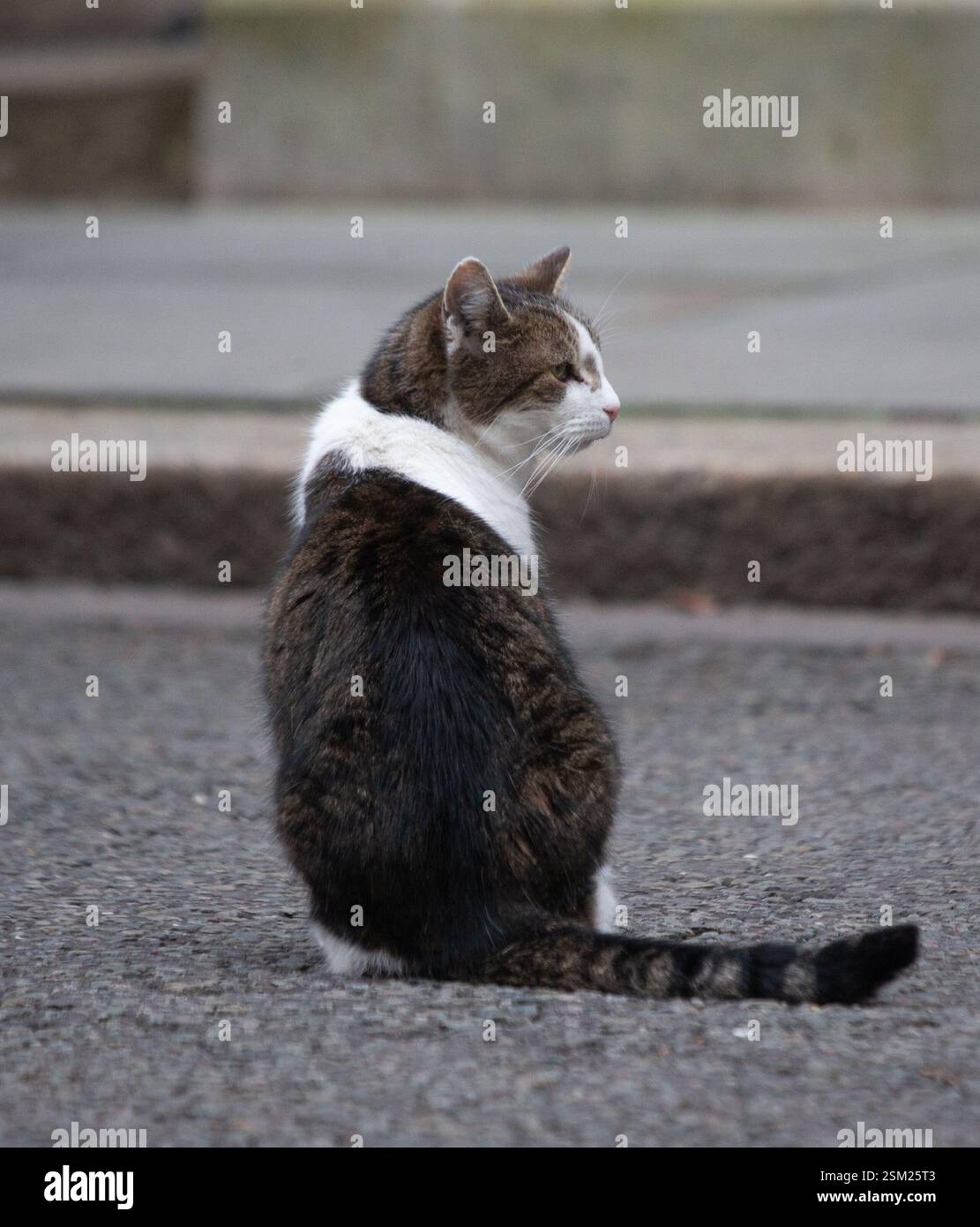 London, England, UK. 12th Feb, 2025. LARRY the cat of Downing Street is ...
