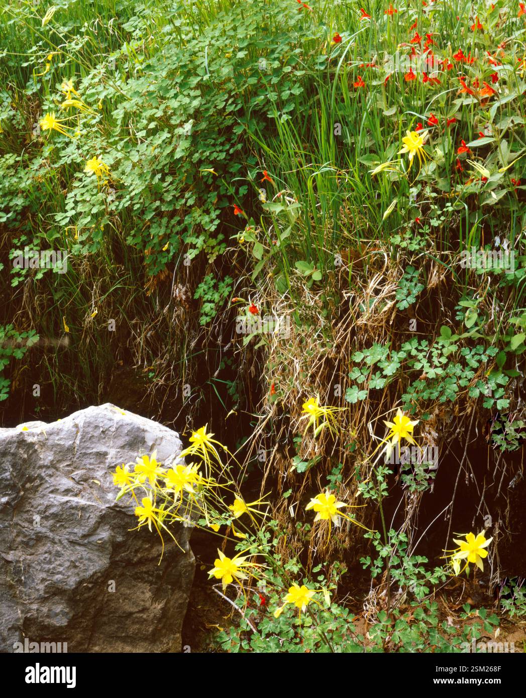 Red Hummingbird trumpet and yellow Columbine flowers flourish in Garden ...