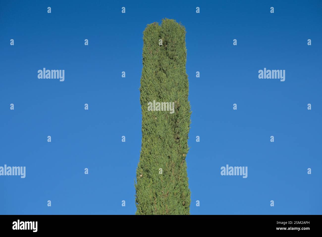Zypresse (Cupressus sempervirens), Region Friaul-Julisch Venetien ...