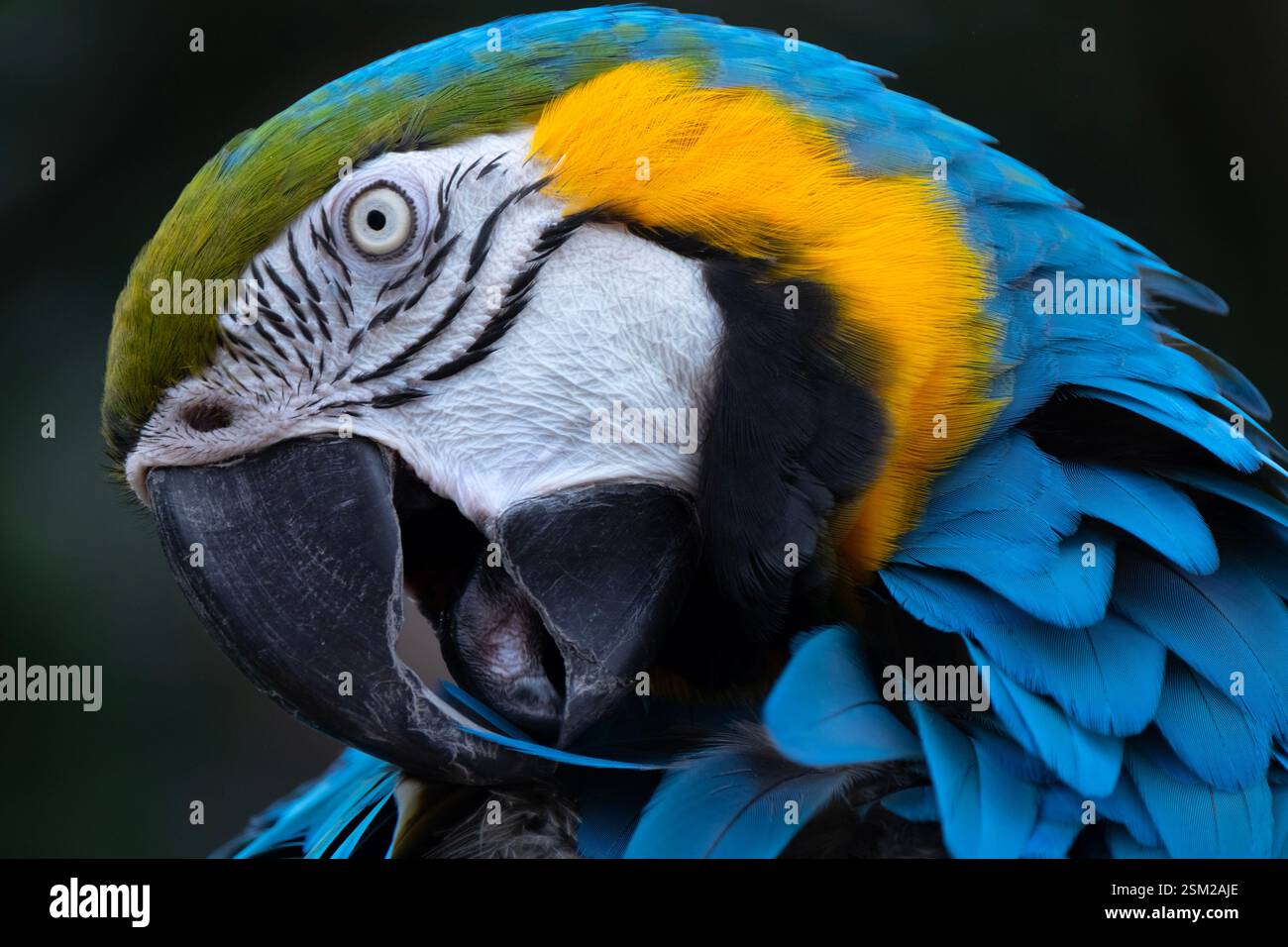 Blue and yellow macaw, Blue and gold Macaw, Blue-and-gold Macaw, Blue-and-yellow Macaw (Ara ...