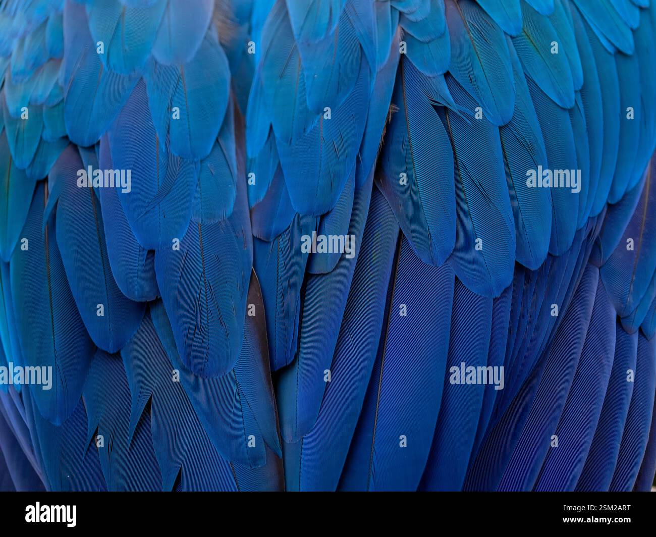 Blue and yellow macaw, Blue and gold Macaw, Blue-and-gold Macaw, Blue ...