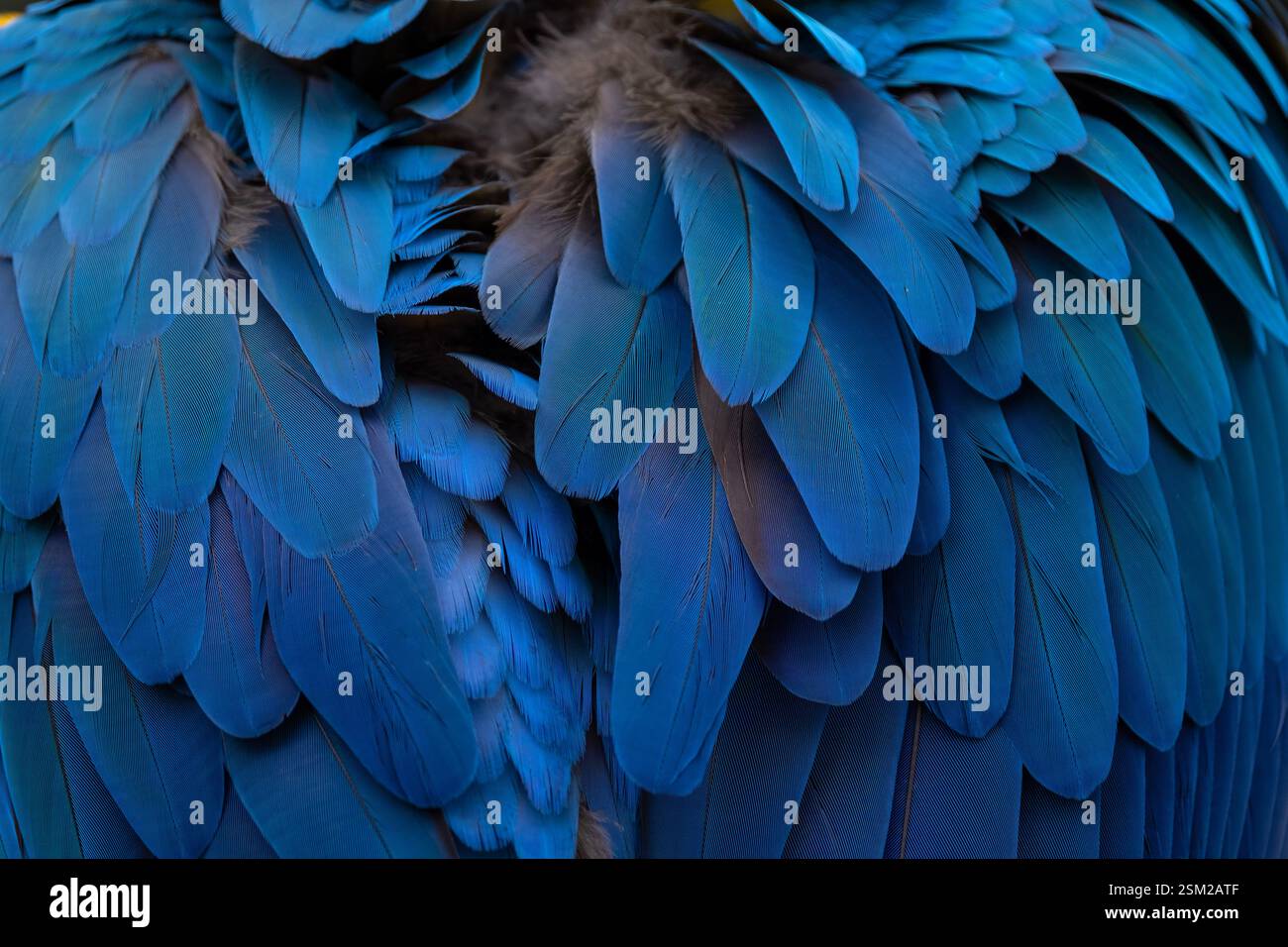 Blue and yellow macaw, Blue and gold Macaw, Blue-and-gold Macaw, Blue ...