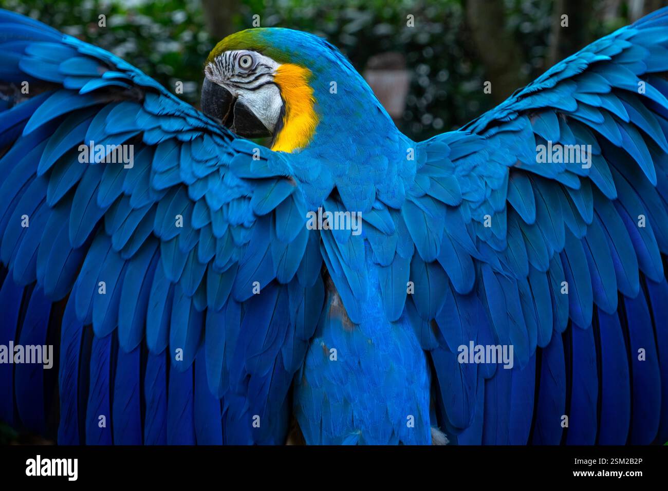 Blue and yellow macaw, Blue and gold Macaw, Blue-and-gold Macaw, Blue ...