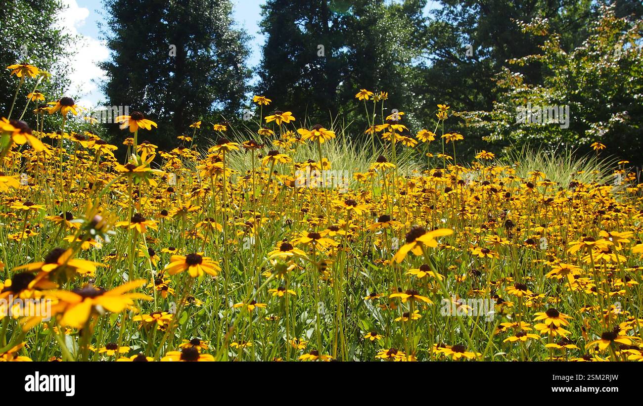 Bright field yellow flowers hi-res stock photography and images - Alamy