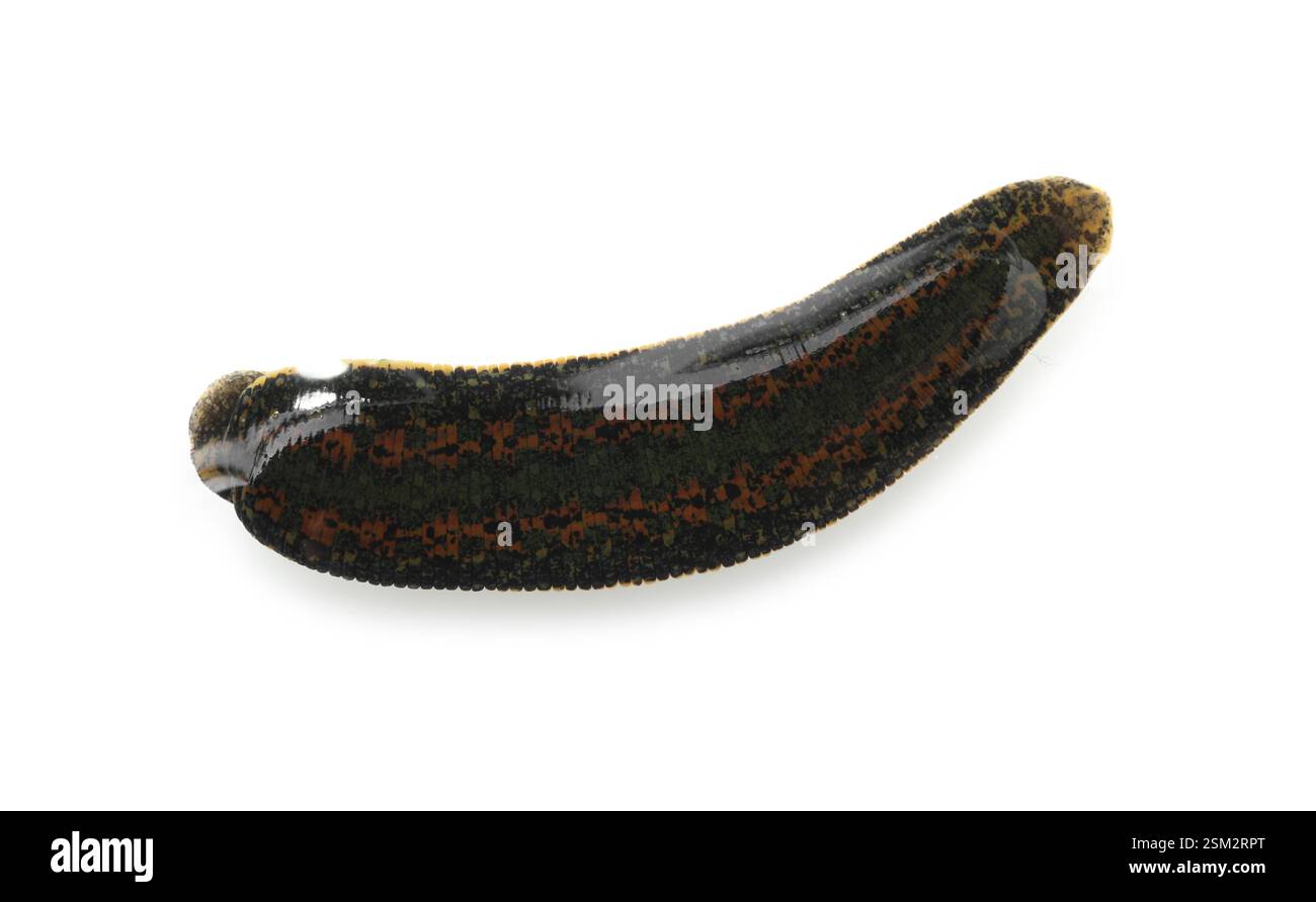 One medicinal leech isolated on white, top view Stock Photo - Alamy