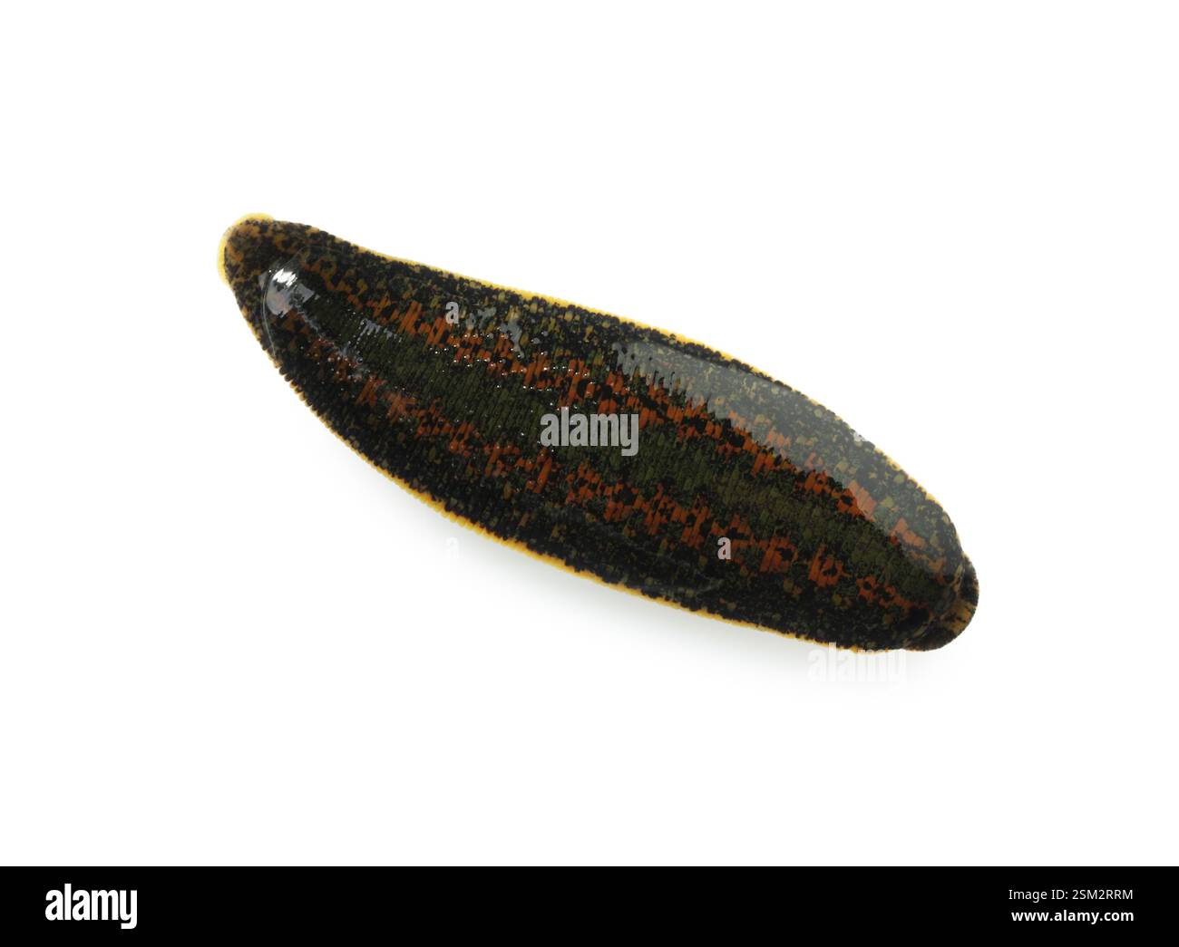 One medicinal leech isolated on white, top view Stock Photo - Alamy