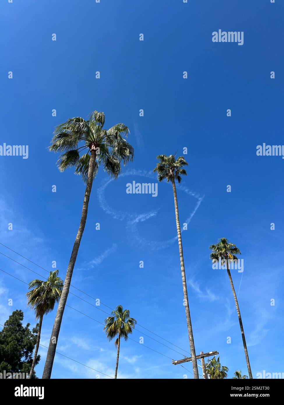 Palm trees in la hi-res stock photography and images - Alamy