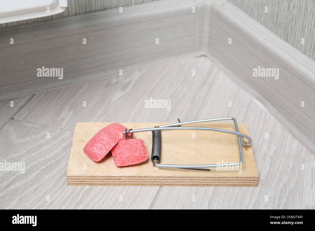 Mouse trap with rat poison on floor indoors Stock Photo - Alamy