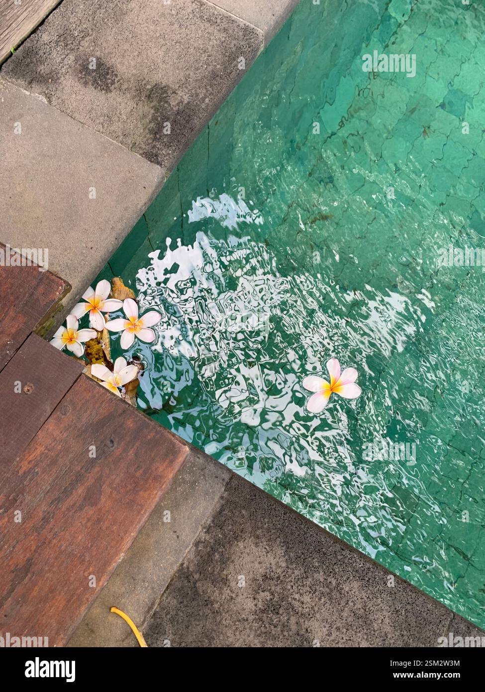 White Frangipani flowers in a Balinese pool with wood deck Stock Photo ...
