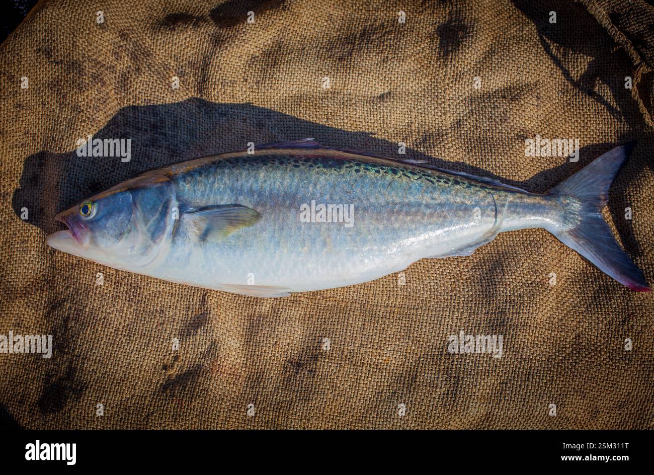 Freshly landed Kahawai (Arripis trutta) caught using the rod-and-line ...