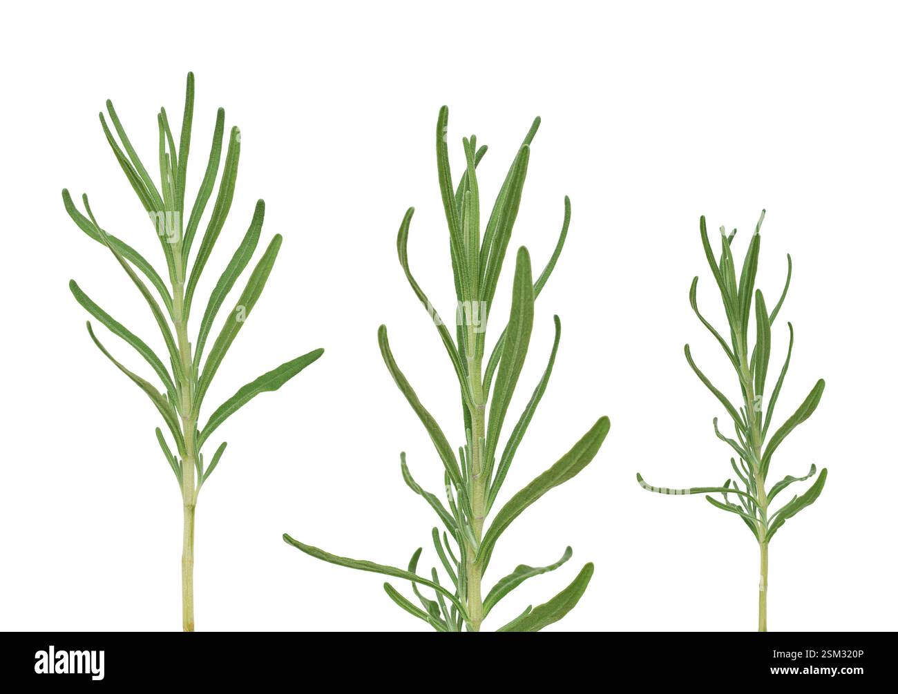 Lavender plant green stems with leaves isolated cutout on white Stock ...