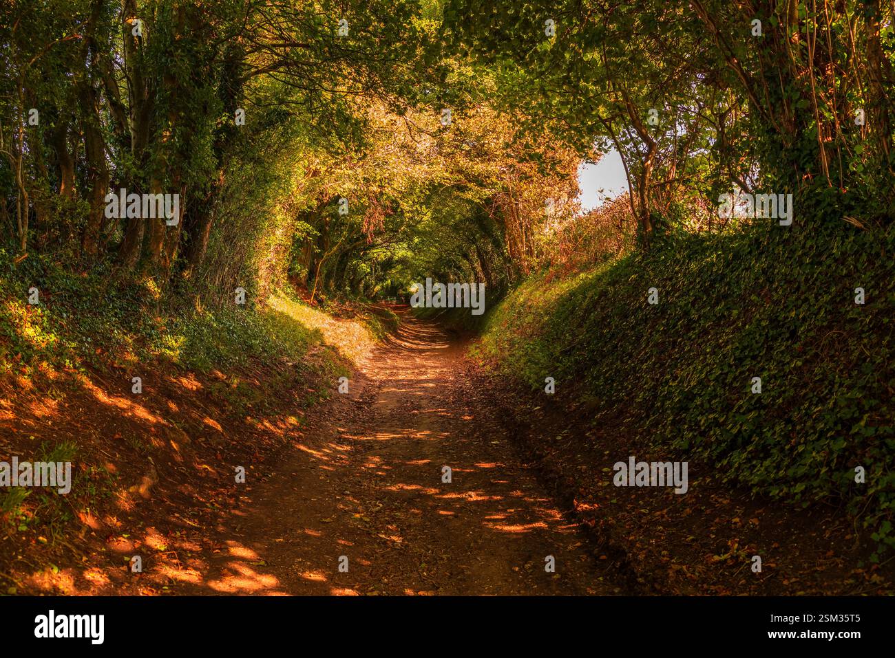 Halnaker Tunnel of Trees in the autumn, West Sussex, UK Stock Photo - Alamy