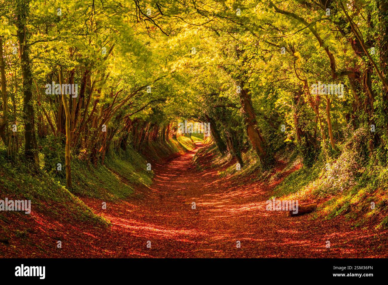 Halnaker Tunnel of Trees in the autumn, West Sussex, UK Stock Photo - Alamy