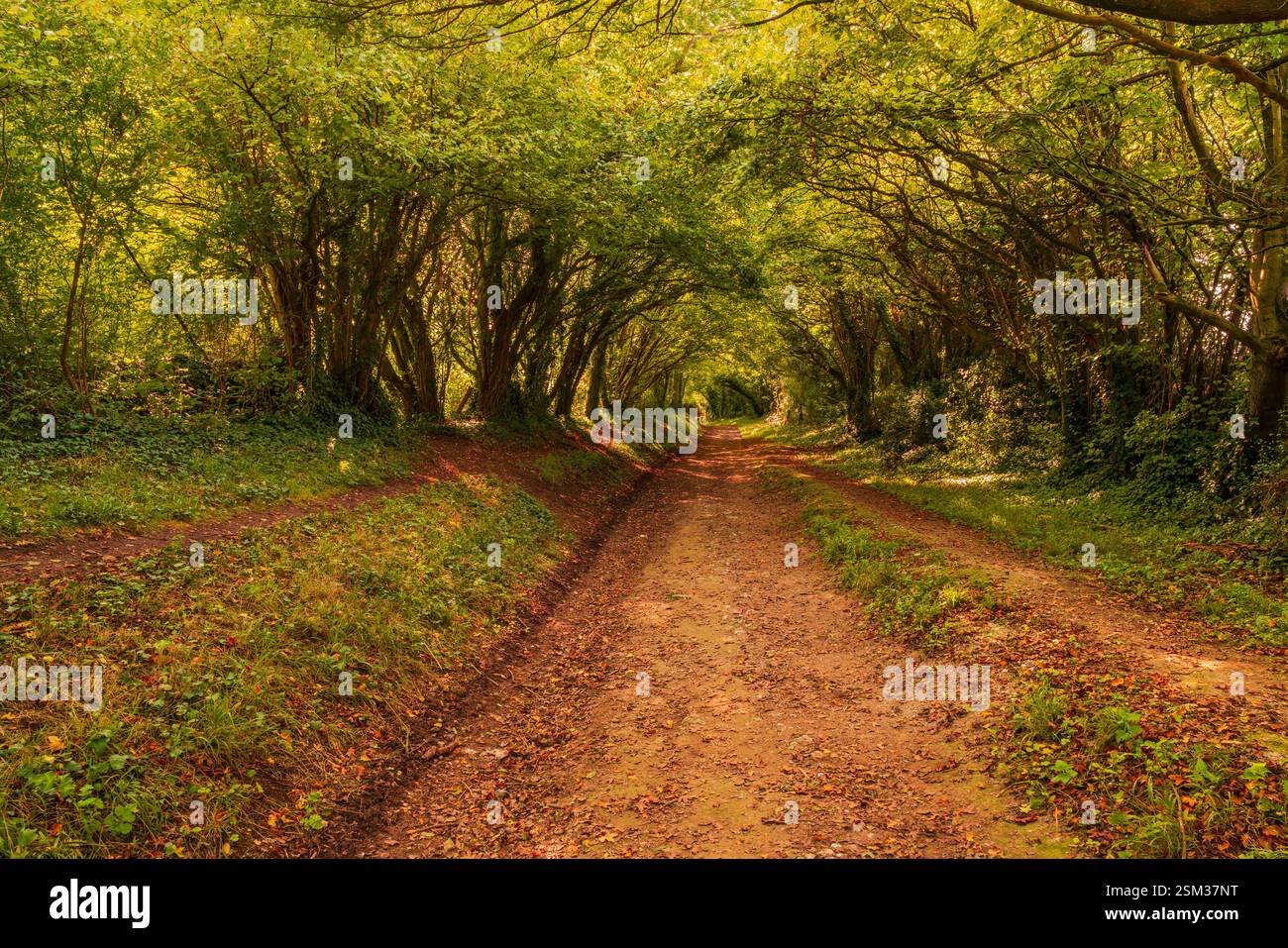 Halnaker Tunnel of Trees in the autumn, West Sussex, UK Stock Photo - Alamy