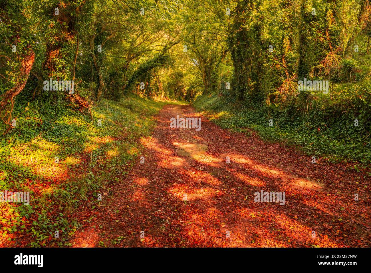 Halnaker Tunnel of Trees in the autumn, West Sussex, UK Stock Photo - Alamy