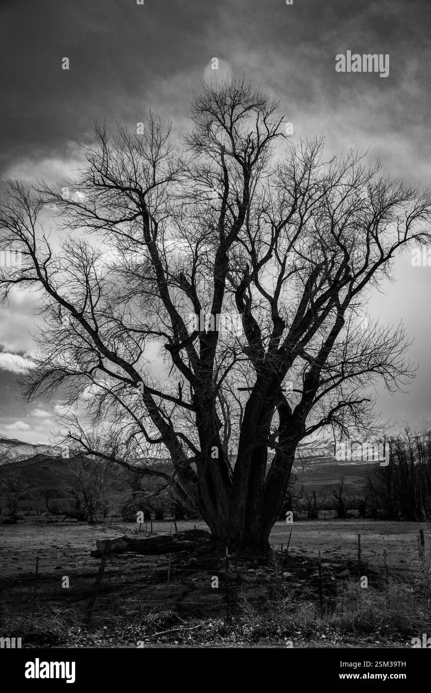 Nevada winter white Black and White Stock Photos & Images - Alamy