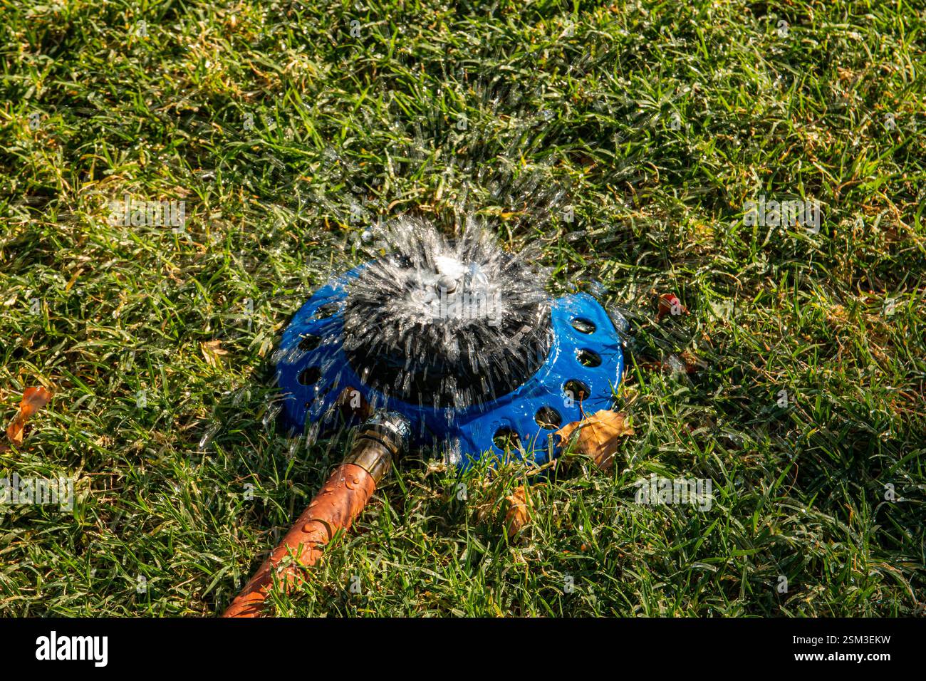 A blue sprinkler stays water to keep the grass green Stock Photo - Alamy