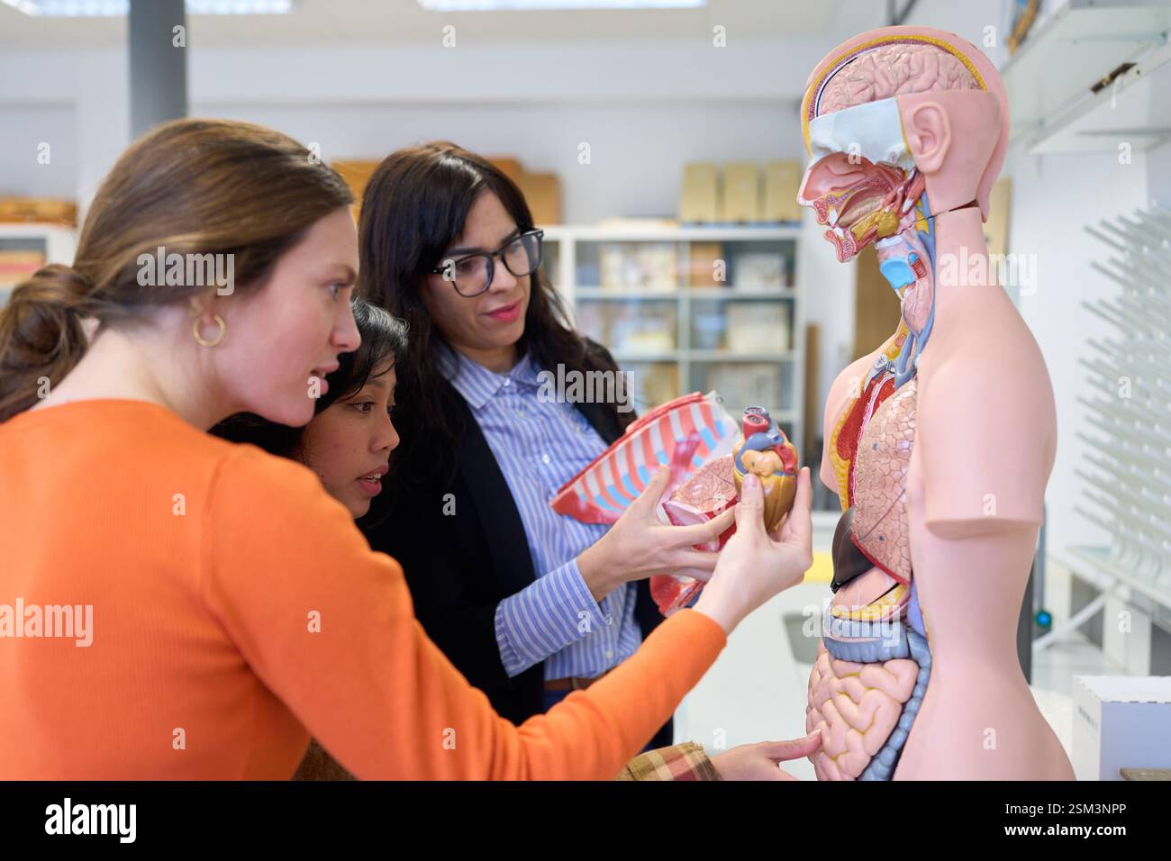Medical students studying anatomical model of human body Stock Photo ...